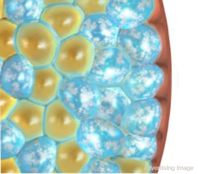 Insider CoolShaping2 Program: Vibrant Cryolipolysis Results